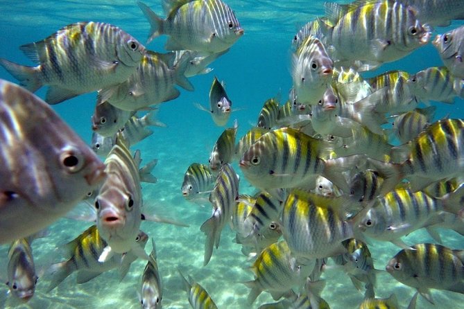 Maragogi / Alagoas Caribbean Brazilian - Booking and Cancellation Policies