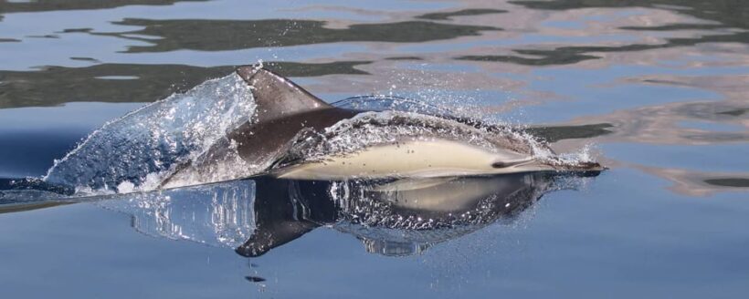 Marbella: Dolphin Watching Boat Tour - Introduction: A Marine Adventure Worth Considering