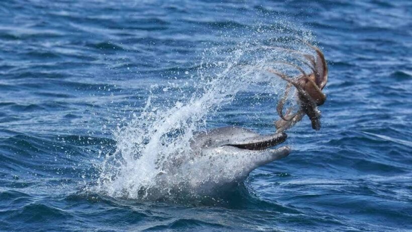 Marbella: Dolphin Watching Boat Tour - Key Points