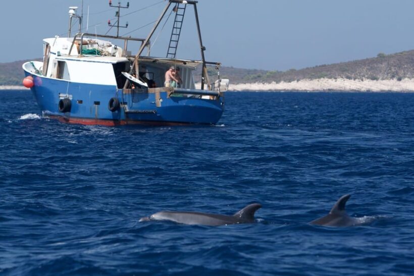 Marbella: Dolphin Watching Boat Tour - Analyzing the Cost and Overall Value