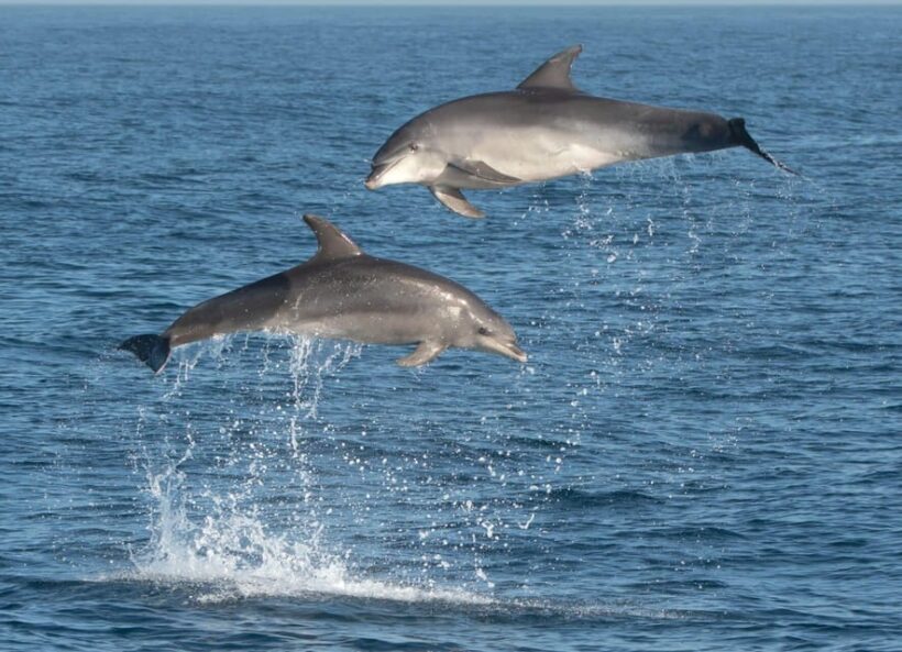 Marbella: Dolphin Watching Boat Tour - The Sum Up