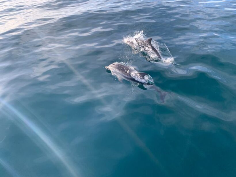 Marbella: Sailing & Dolphin Watching with Snacks and Drinks - The Sum Up