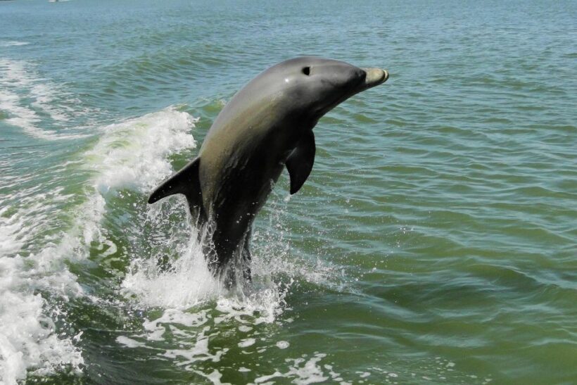 Marco Island: 10,000 Islands Shelling Boat Tour - The Sum Up