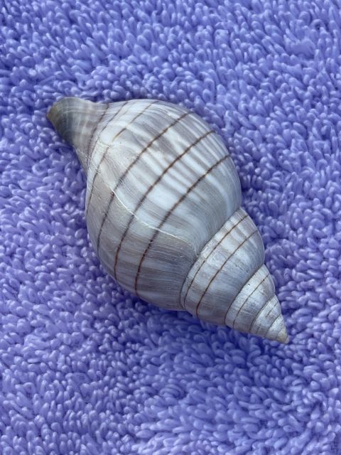 Marco Island: Dolphin, Shelling, Beach & Ten Thousand Island - The Value of the Tour