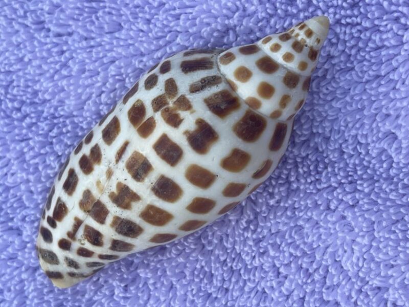 Marco Island: Dolphin, Shelling, Beach & Ten Thousand Island - FAQs