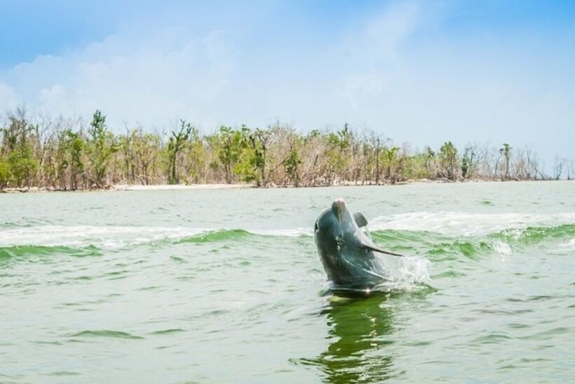 Marco Island: Dolphin-Watching Boat Tour - Who Should Consider This Tour?
