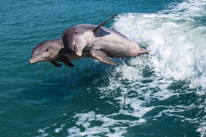 Marco Island Dolphin Watching & Tubing Adventure - Final Thoughts: Is This Tour for You?