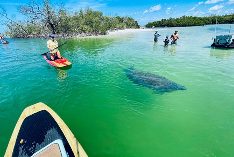 Marco Island: Guided Manatee-Watching Kayaking or SUP Tour - The Itinerary: What to Expect on Your Paddle