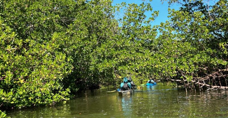 Marco Island: Mangrove Maze Kayak Tour (2hrs) - Key Points