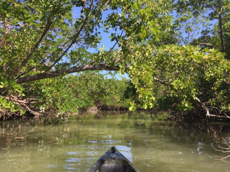 Marco Island: Mangrove Maze Kayak Tour (2hrs) - The Marine Environment: Why It Matters