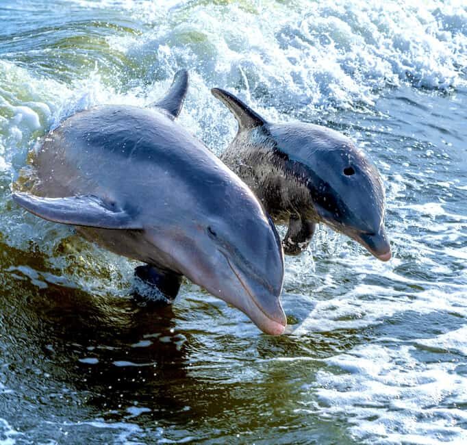 Marco Island: Private Shelling & Dolphin Excursion - Who Will Love This Tour?