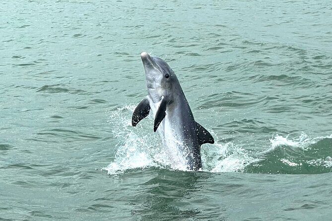 Marco Island Private Tubing, Dolphin Watching and Shelling Tour - The Itinerary Explored