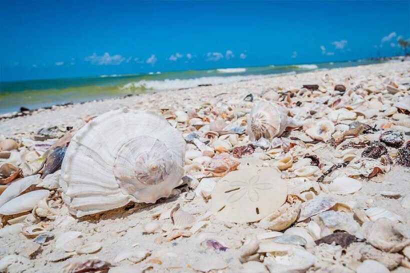 Marco Island: Shelling and Sightseeing Boat Cruise - Practical Tips for Travelers