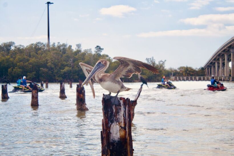 Marco Island: Ten Thousand Island Jet Ski Guided Tour - Price and Value: Is It Worth It?