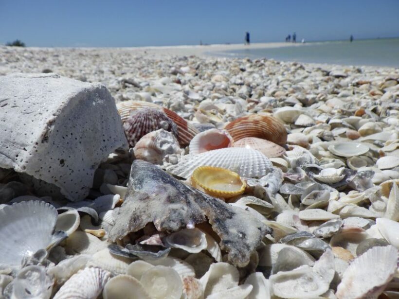 Marco Island: Ten Thousand Islands Shelling & Dolphin Tour - An In-Depth Look at the Tour