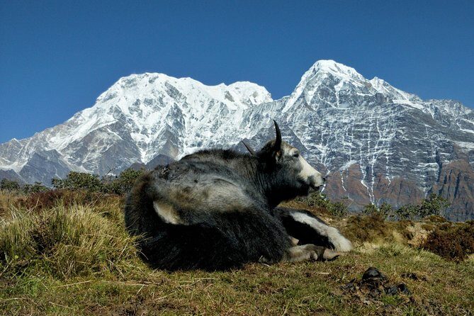 Mardi Himal and Khopra Ridge Private Guided Trek - Starting in Kathmandu: A City of Contrasts