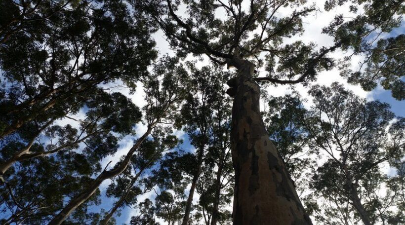 Margaret River and Busselton Jetty: Day Trip from Perth - Introduction: Is This Tour Right for You?