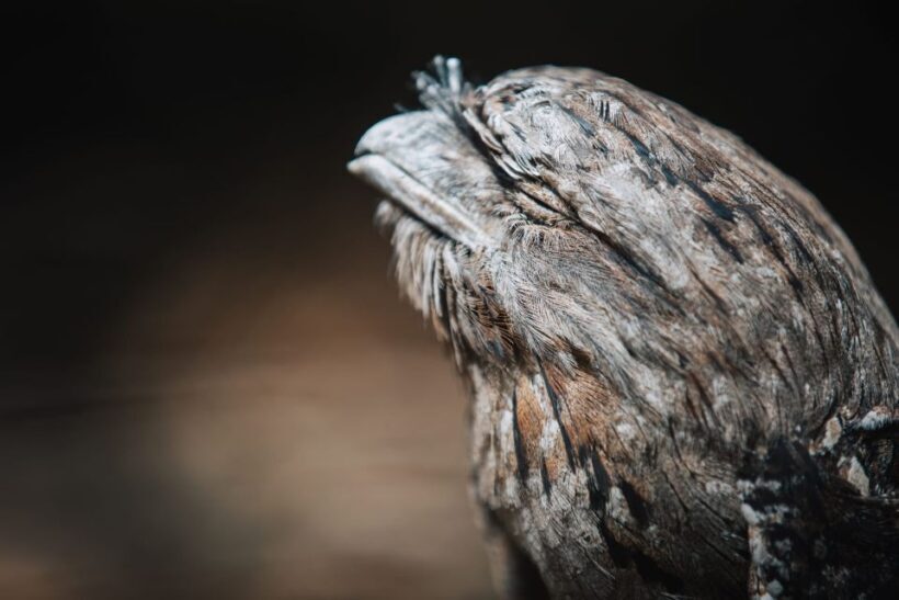 Margaret River: Birds of Prey Encounter and Forest Walk - Exploring the Sanctuary: What to Expect