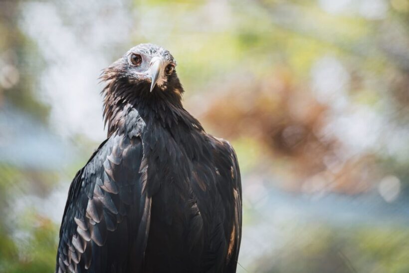 Margaret River: Birds of Prey Encounter and Forest Walk - The Sum Up: Is It Worth It?
