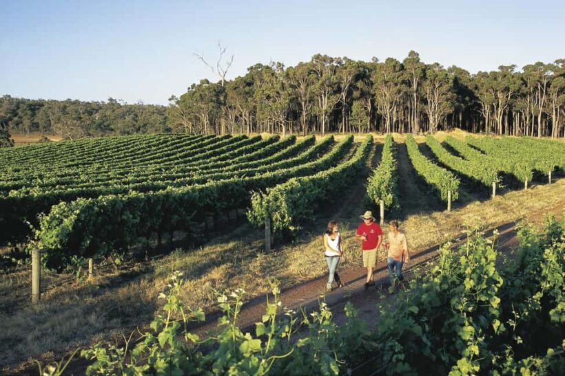 Margaret River, Chocolate, Wine & Coast Day Trip from Perth - Who Will Enjoy This Tour?
