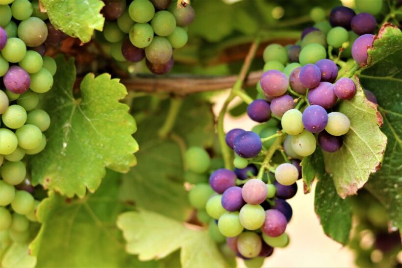 Margaret River: Customizable Guided Private Wine Tour - The Sum Up