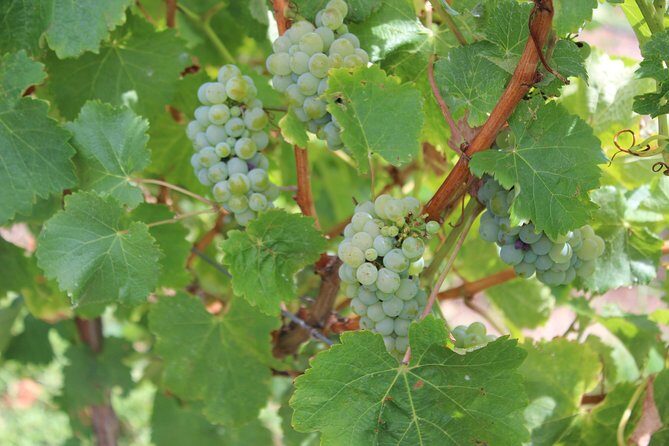 Margaret River Small-Group Full-Day Wine & Food Tour - The Value of the Tour