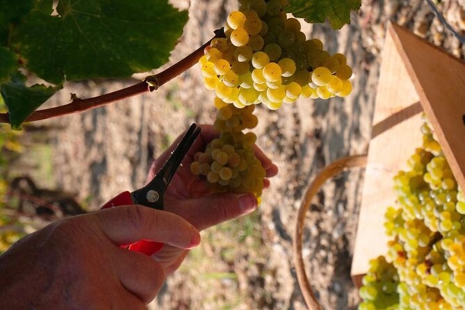 Margaux Wine Tour experience - Key Points