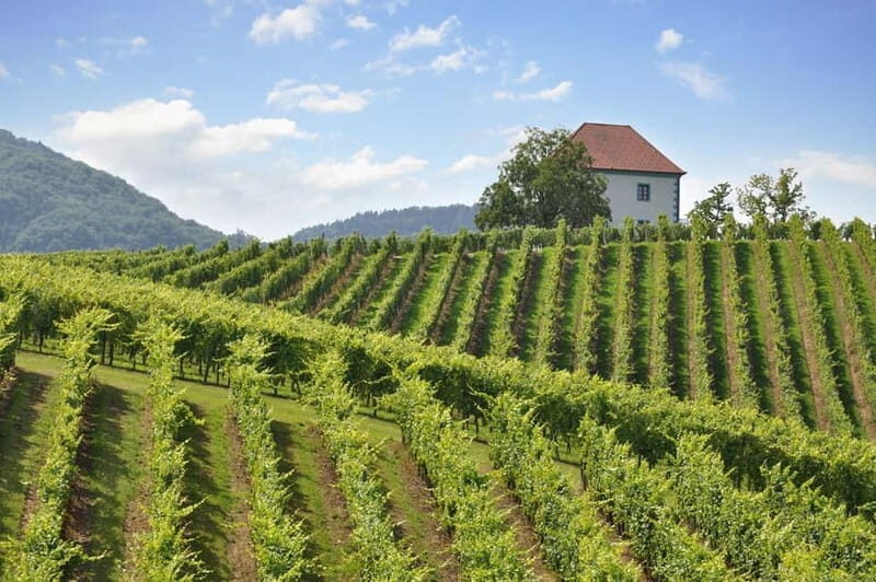 Maribor & Styria Tour with Wine Tasting - The Sum Up