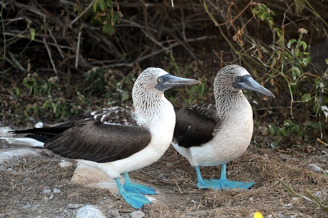 Marietas Islands snorkeling & Hidden beach (w/ restrictions) - Practical Details & Considerations