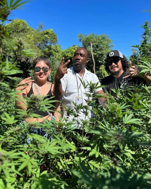 Marijuana Farm, Bamboo Rafting and Doctors Cave Beach Tour - Authenticity, Value, and Overall Impression