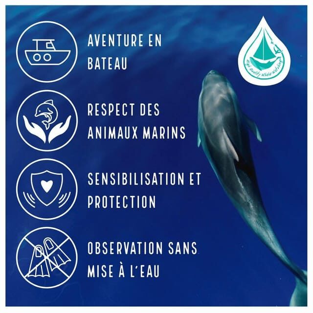 Marina Baie des Anges boat trip to the Pelagos Sanctuary - The Sailing and Wildlife Watching