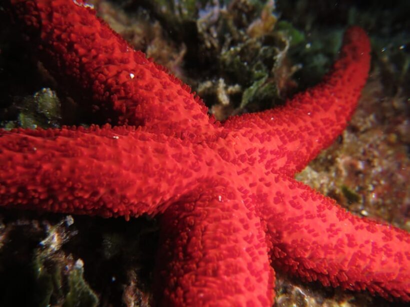Marina Baie des Anges boat trip to the Pelagos Sanctuary - Snorkeling in the Mediterranean’s Underwater World