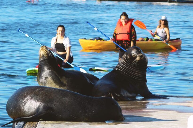 Marina Del Rey: Kayak and Paddleboard Tour with Sea Lions - Key Points