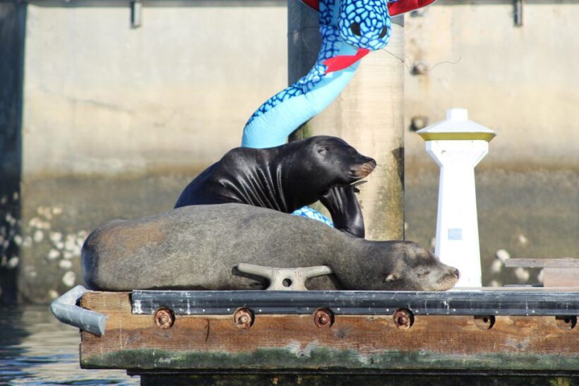 Marina Del Rey: Kayak and Paddleboard Tour with Sea Lions - Wildlife Sightings: Sea Lions and Dolphins