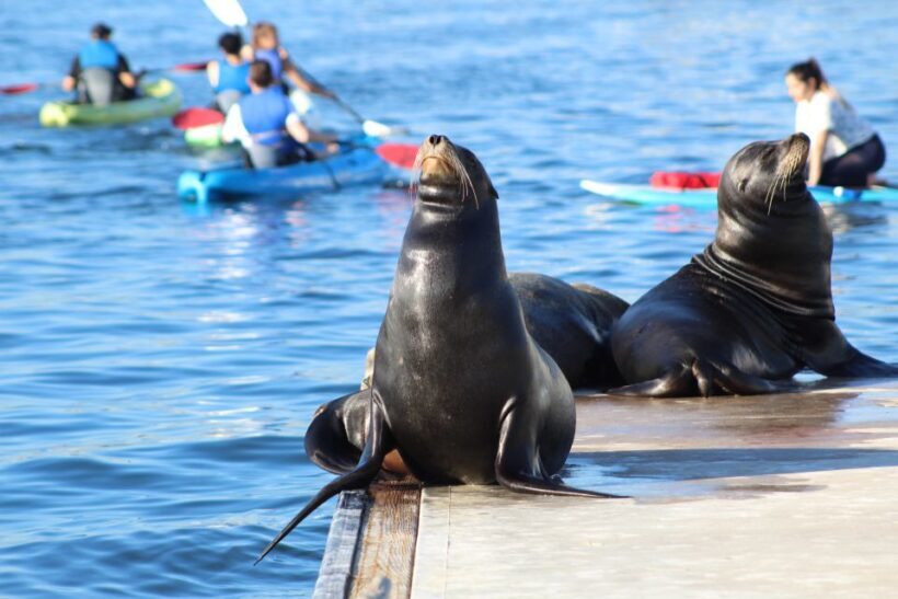 Marina Del Rey: Kayak and Paddleboard Tour with Sea Lions - The Sum Up