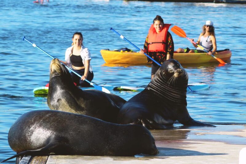 Marina Del Rey: Kayak and Paddleboard Tour with Sea Lions - What You Should Know Before Booking