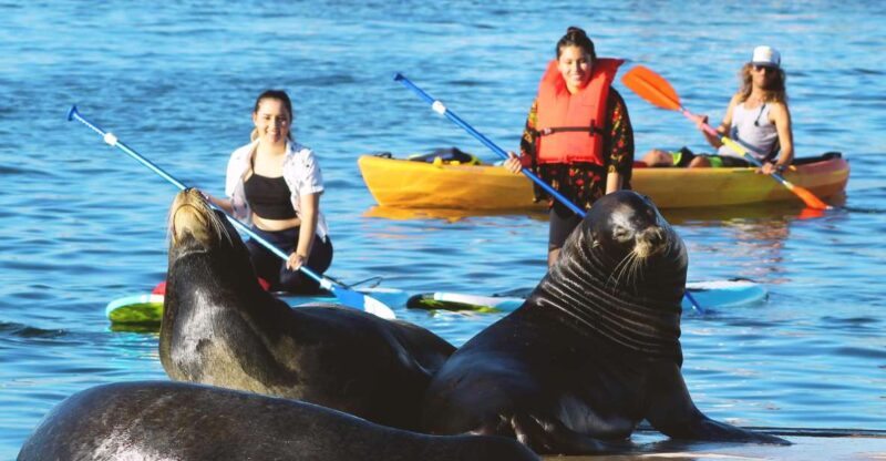 Marina Del Rey: Kayak and Paddleboard Tour with Sea Lions - The Sum Up