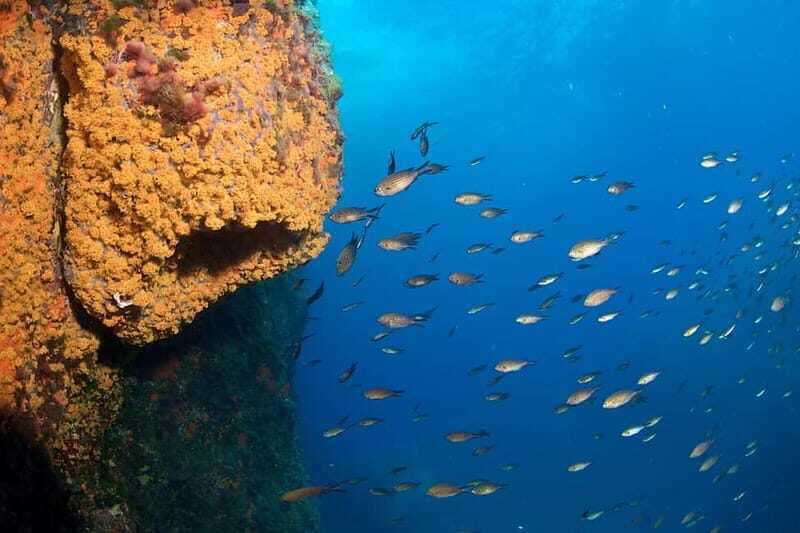 MARINA DI CAMPO: DIVING ON THE ISLAND OF ELBA AND PIANOSA - Key Points