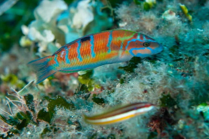 MARINA DI CAMPO: DIVING ON THE ISLAND OF ELBA AND PIANOSA - What Makes This Experience Stand Out
