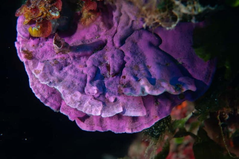 MARINA DI CAMPO: DIVING ON THE ISLAND OF ELBA AND PIANOSA - FAQ