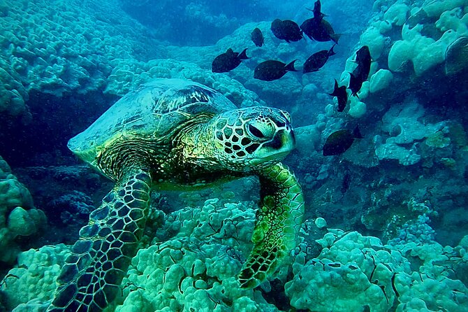 Marine Biologist Guided Snorkel Tour From Shore at Turtle Town - Traveler Reviews and Recommendations