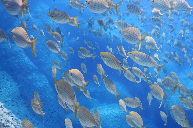 Marine Biology & Snorkelling Experience in the Cinque Terre - The Value of a Guided, Small-Group Experience