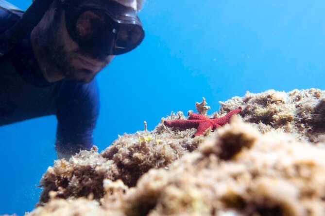 Marine Biology & Snorkelling Experience in the Cinque Terre - Who Should Consider This Tour?