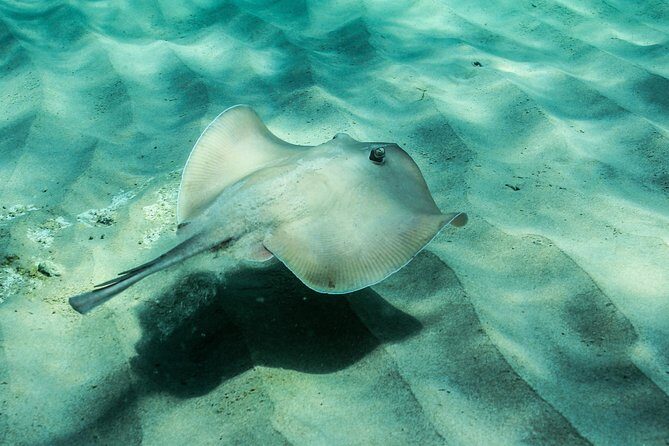 Marine Discovery + Snorkeling Cruise - Port Stephens - The Value Proposition