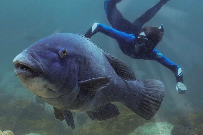 Marine Discovery + Snorkeling Cruise - Port Stephens - FAQ