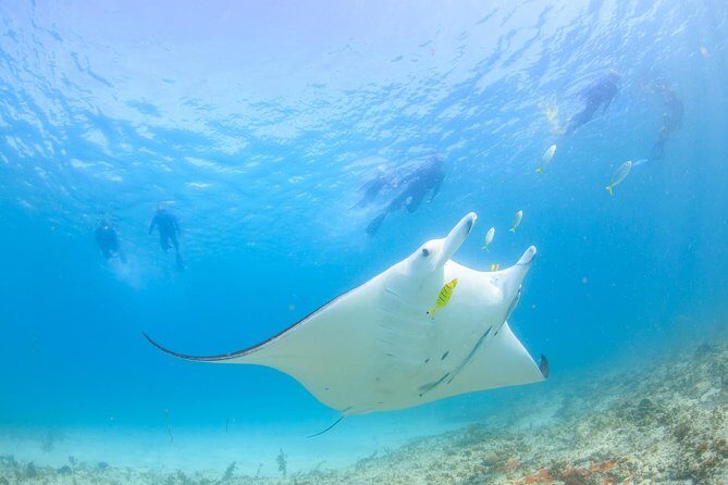 Marine Eco Safari - Swim with Manta Rays - What Makes This Tour Special