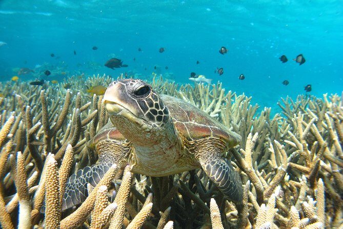 Marine Eco Safari - Swim with Manta Rays - Weather and Wildlife Conditions