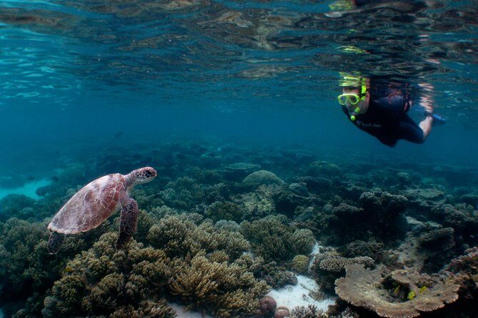 Marine Eco Safari - Swim with Manta Rays - Authentic Experiences from Past Travelers