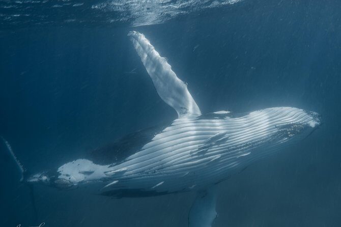 Marine Eco Safari - Swim with Manta Rays - Final Thoughts