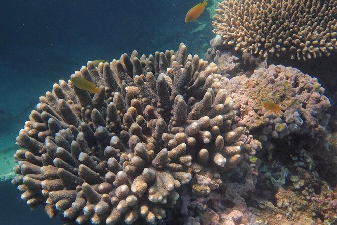 Marine Eco Safari - Swim with Manta Rays - FAQ